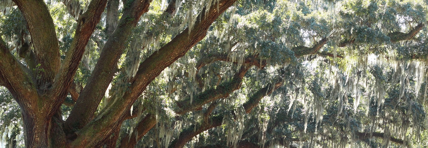 Arborguard Tree Specialists | Atlanta, Georgia