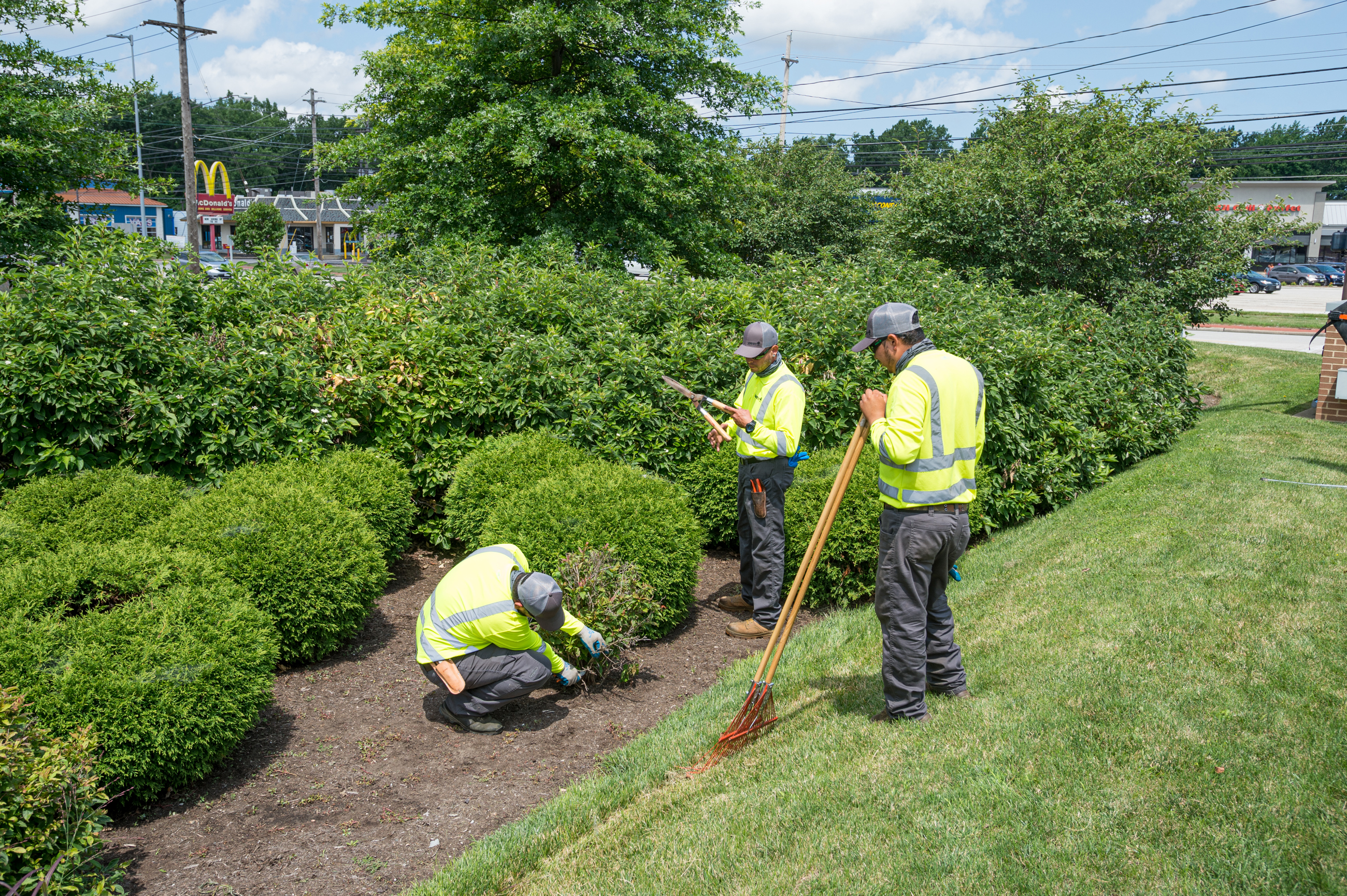 Arborguard Tree Specialists | Pruning